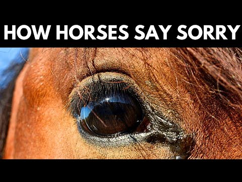 How Horses Apologize To Humans