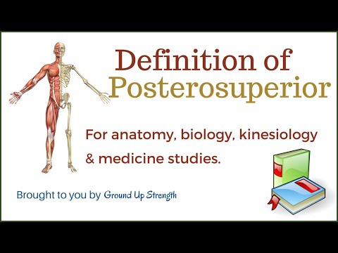 Posterosuperior Definition (Anatomy, Kinesiology, Medicine)