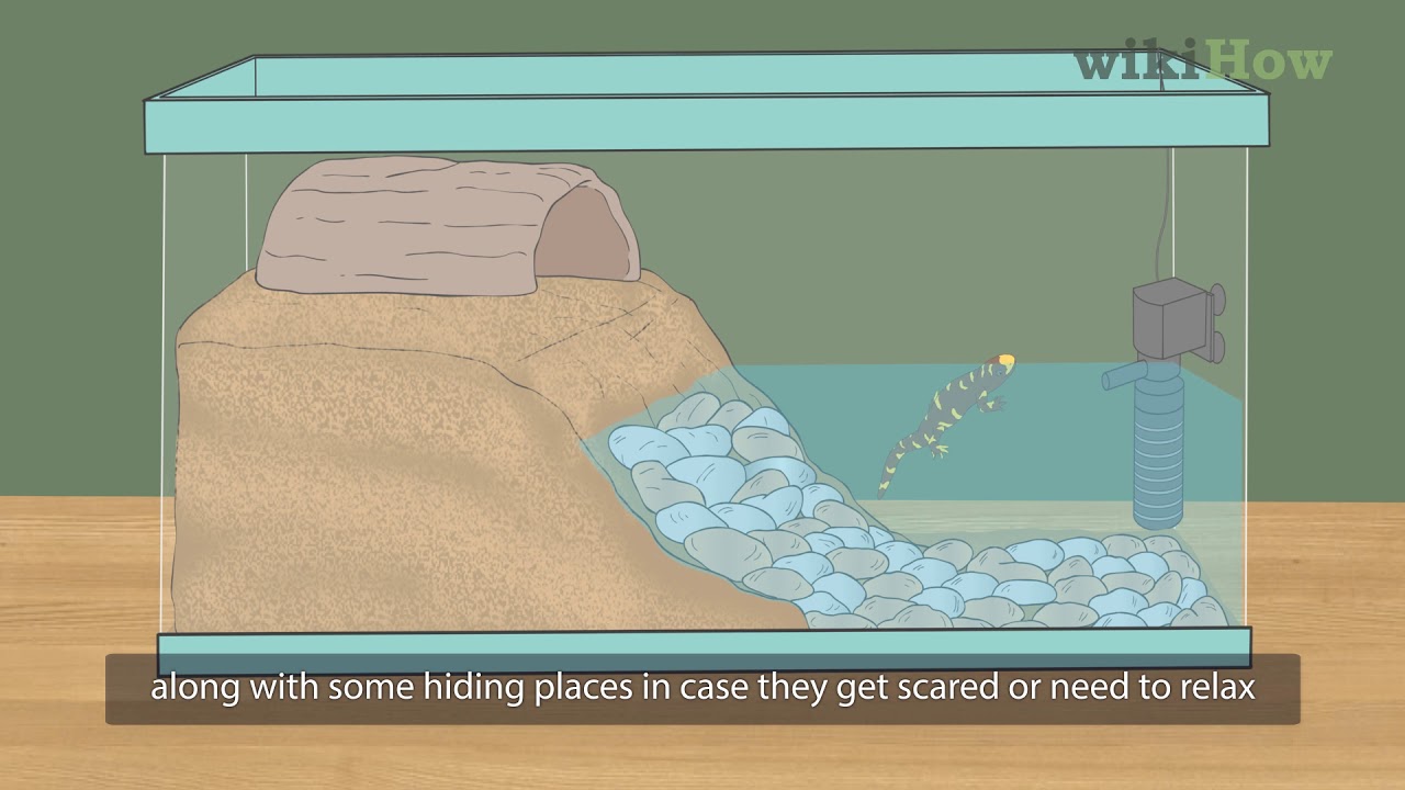 How to Care for Salamanders
