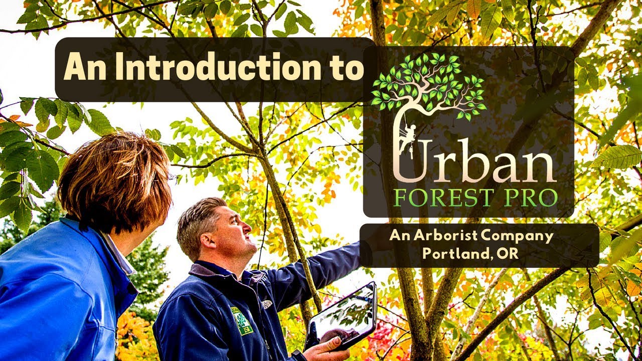 Intro to Urban Forest Pro, An Arborist Company in Portland