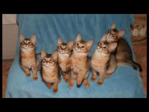 Somali Cat and Kittens | History of the Somali Cat Breed