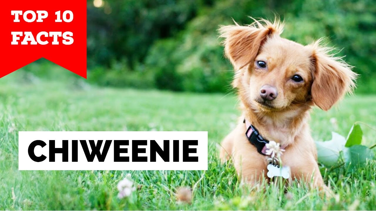 Chiweenie - Top 10 Facts (Chihuahua + Dachshund)