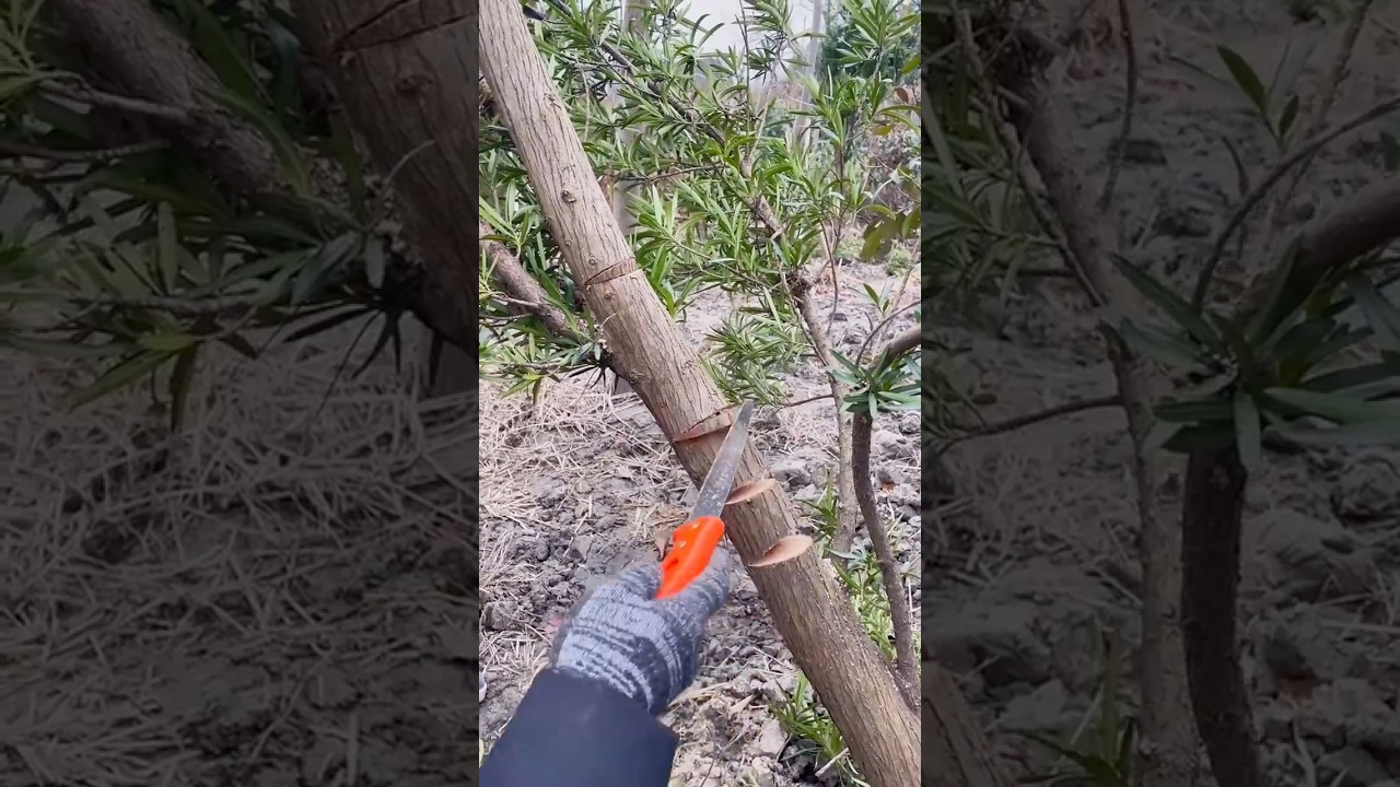 Podocarpus shaping: Promotes a balanced growth habit and enhances the plant's aesthetic appeal.