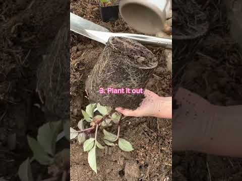 3 Steps to Planting Dahlias