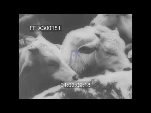 WWII 1942 - 300181X | Footage Farm Ltd