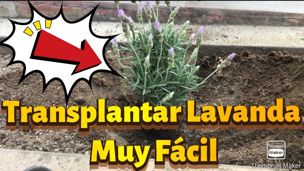 Transplantar Lavanda Súper Fácil! / El Huerto de Osmar