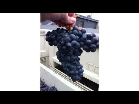 What is Merlot Wine Why it is Number Two Wine