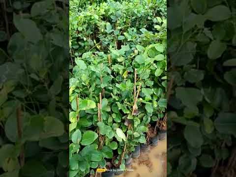 Red Sandalwood Plants - Wholesale Price & Mandi Rate for Red Sandalwood ...