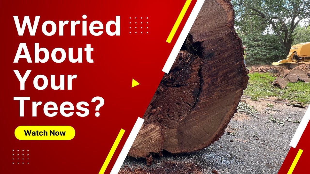 Tree Risk(4 Factors) - ISA Certified Arborist Explains