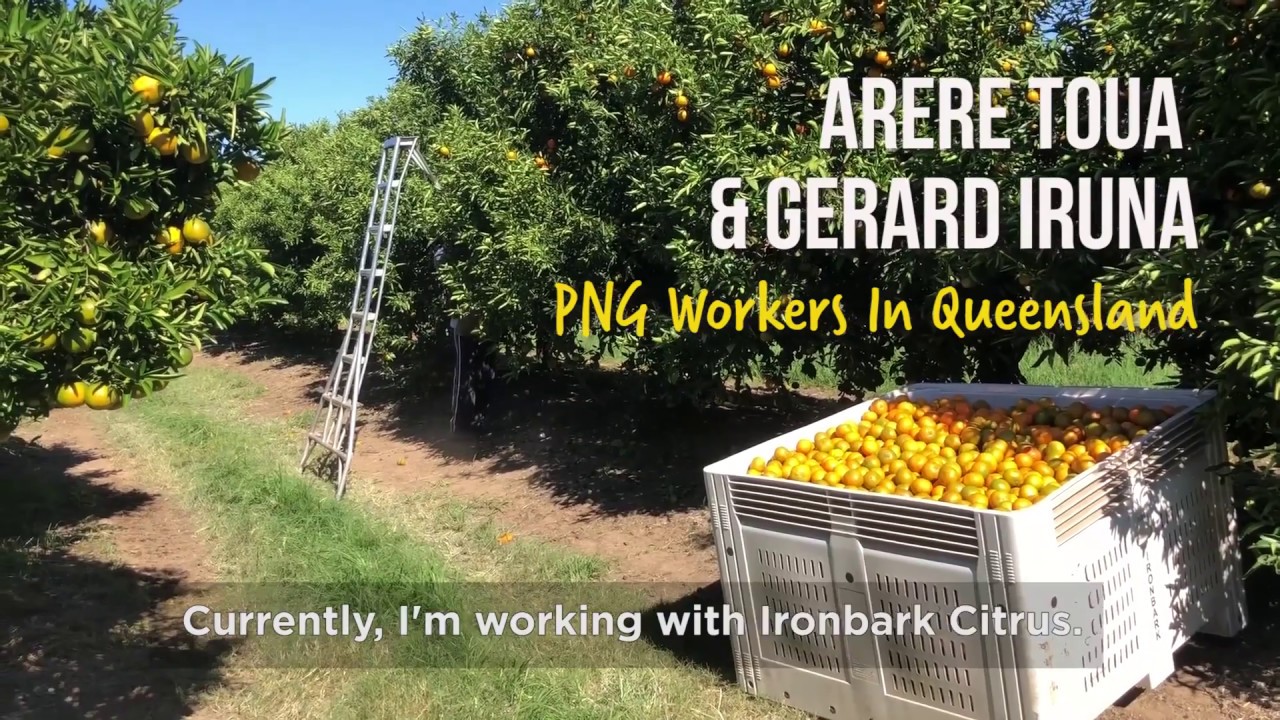 PNG workers in Queensland