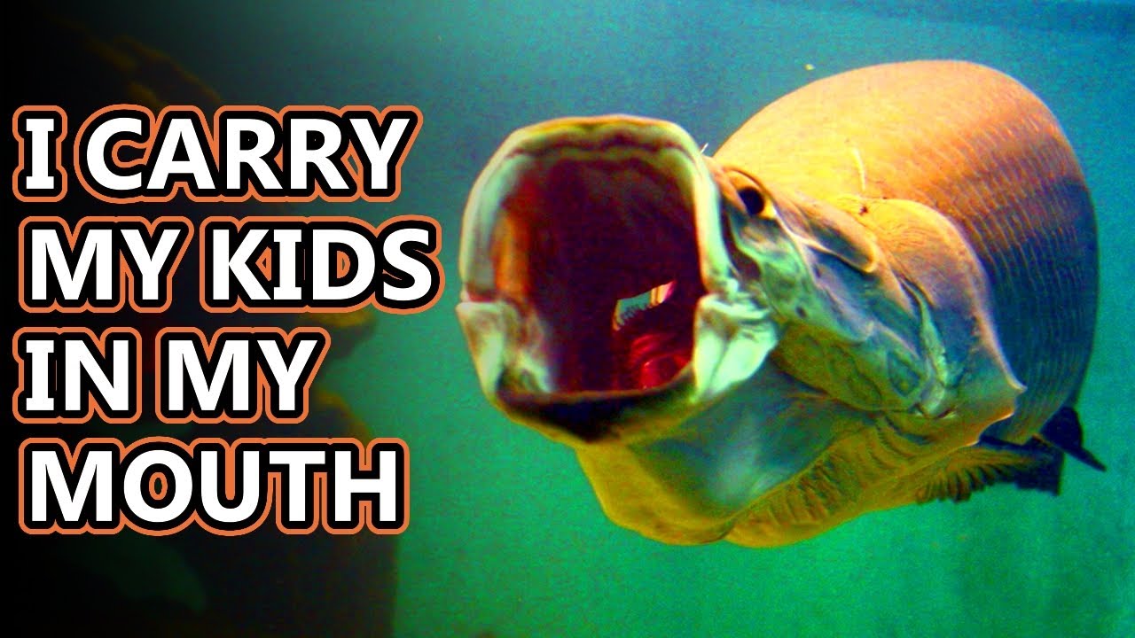 Arapaima facts: one of the bonytongues | Animal Fact Files