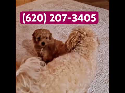 #MaltipooPuppies #Rehoming CALL: (620) 207-3405• You can meet more children if you visit the store.