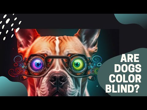 Are Dogs Color Blind? The Surprising Truth Revealed!#dog