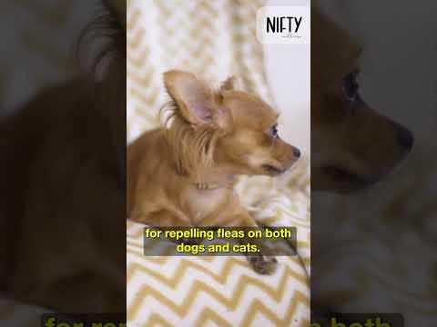 Essential Oils For Fleas: A Journey Towards Pet Wellness #niftywellness #essentialoilsforfleas