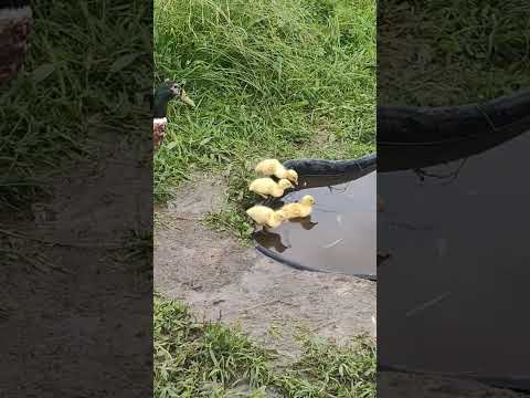 Indian runner ducklings #duck #homesteading #homestead