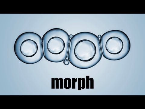 morph (morphic field)