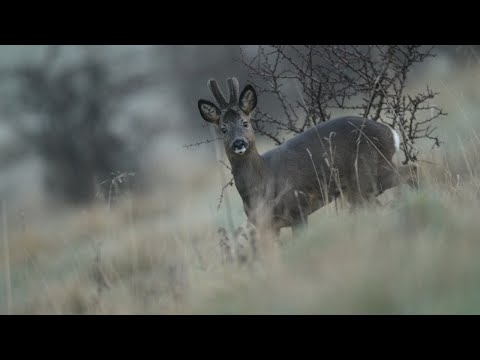 Tracks & Signs of Roe Deer | Discover Wildlife | Robert E Fuller