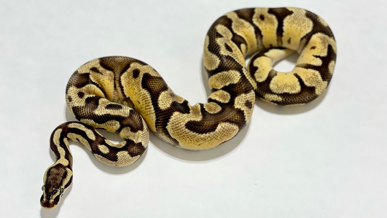 BALL PYTHON GENETICS:  McKenzie Morph