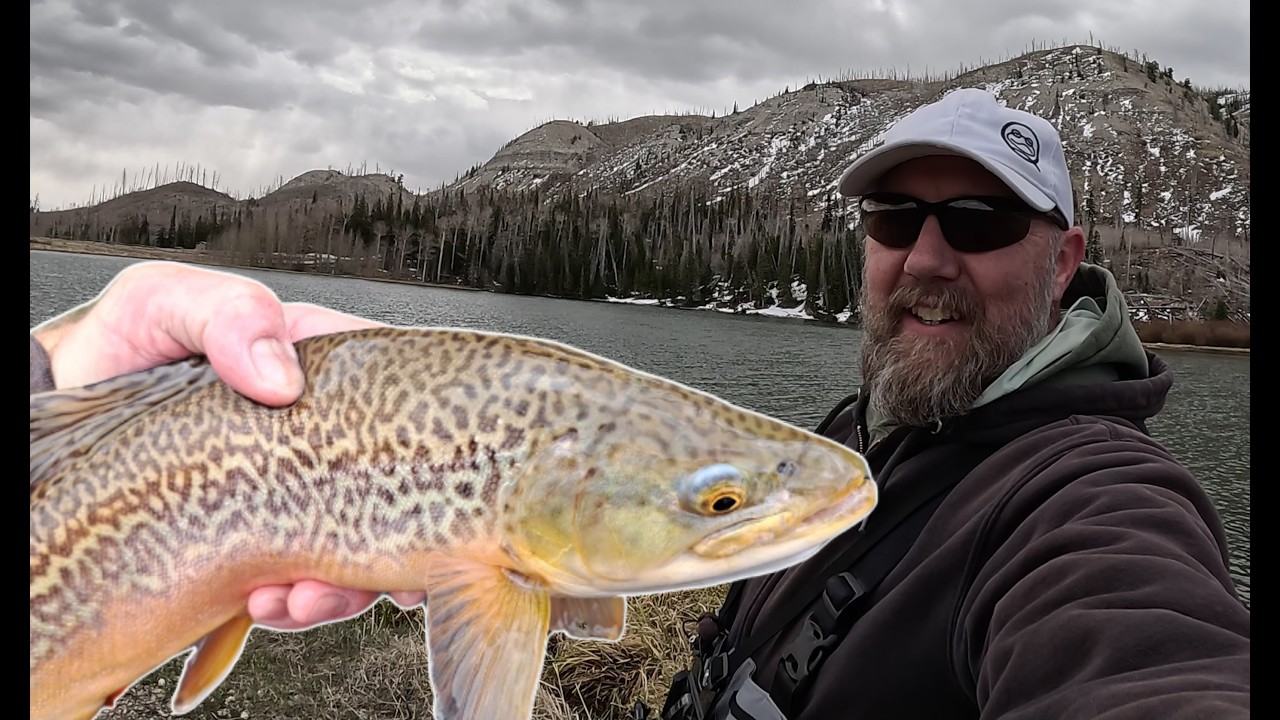 High Country Tiger Trout