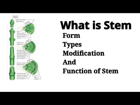 What is Stem | Forms, Types, Modification And Function of Stem | Botany For You