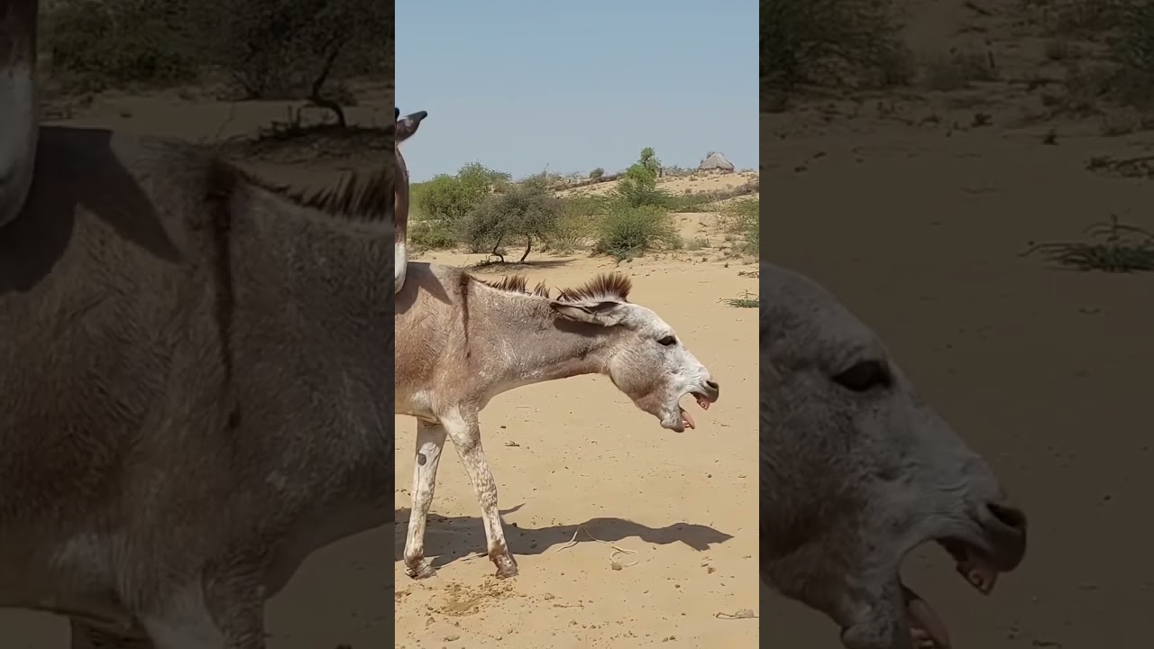 #meeting #mankey #horse #donkey #animals #funnyvideo #viralvideo #shortvideo #bikanerkisherni
