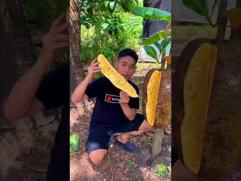 Nangka madu manis #nangkamadu #nangka