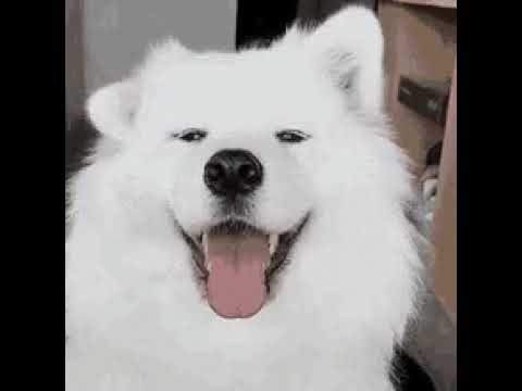funny animals dog (GIF)
