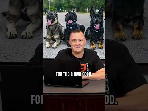 Top 3 Medium Dog Breeds We DON'T Recommend