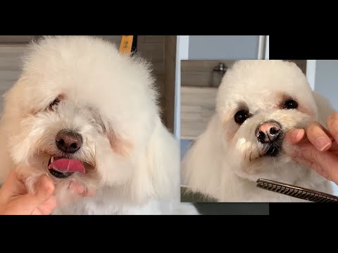 Bolognese Grooming ❤