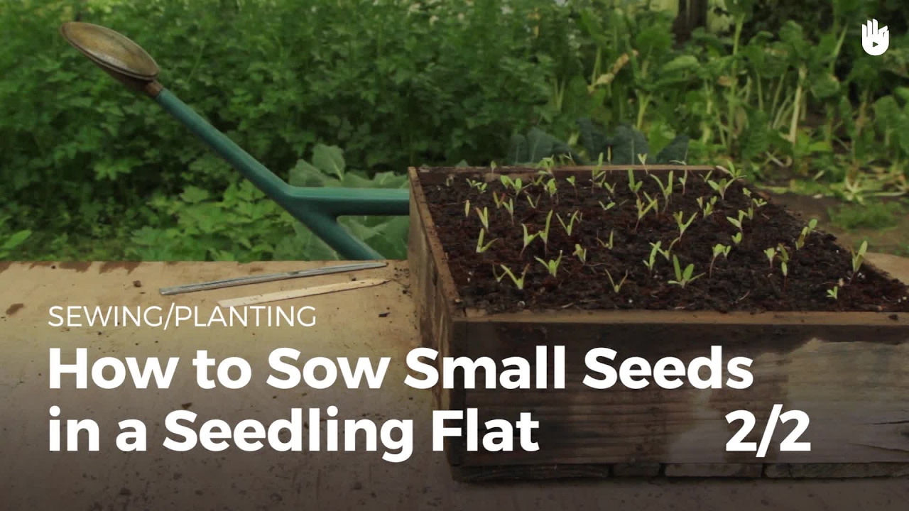 How to grow small seeds in a tray or flat, part 2 - Grow an Organic ...