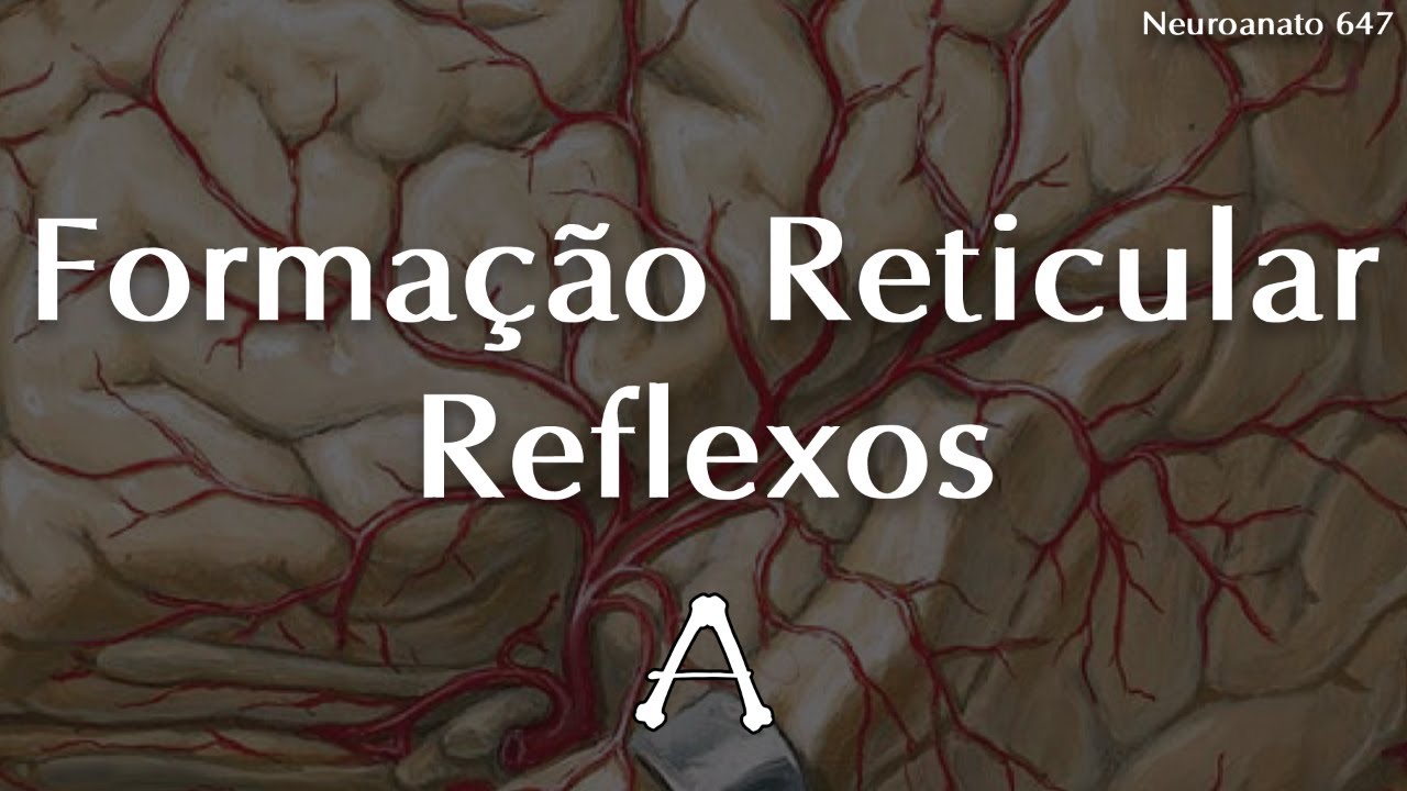 Funcao De Formacao Reticular Tronco Cerebral: Anatomia | Concise
