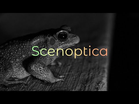 Footage: Duttaphrynus melanostictus (Asian common toad), individuals