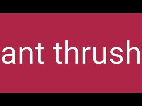 Ant Thrush Definition & Meaning