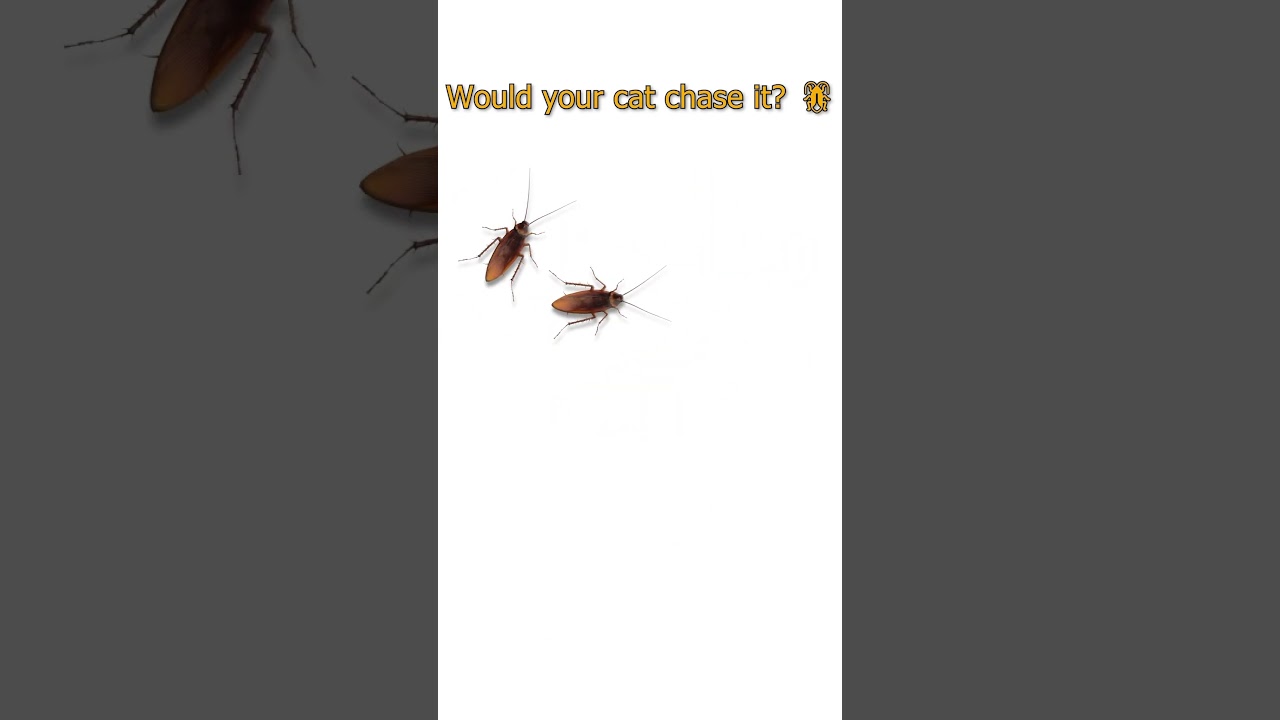 Cockroach Running Fast! 🪳 Bug Clip for Cats to Watch #Shorts #cat   #bug   @vivendoosinsetos4281