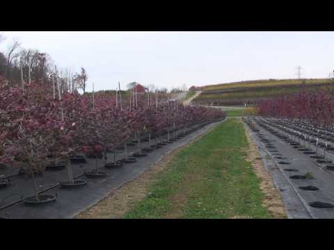 Grower Don: Nursery