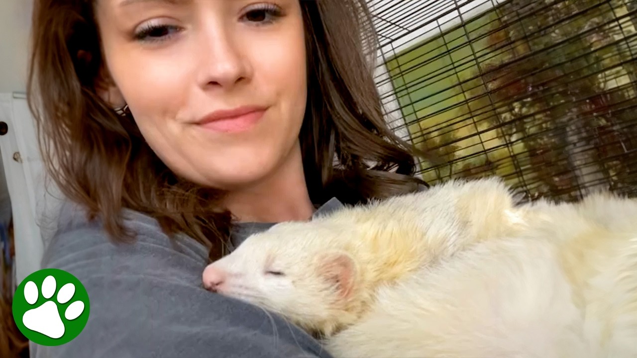 Woman Finds Abandoned White Ferret