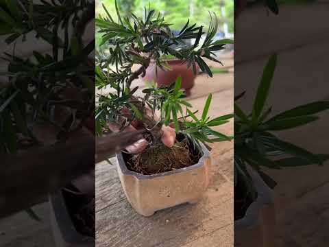 What can you do with the podocarpus tree after 6 months. 😗 #ç›†æ ½ #bonsai #diy #beginners #shorts