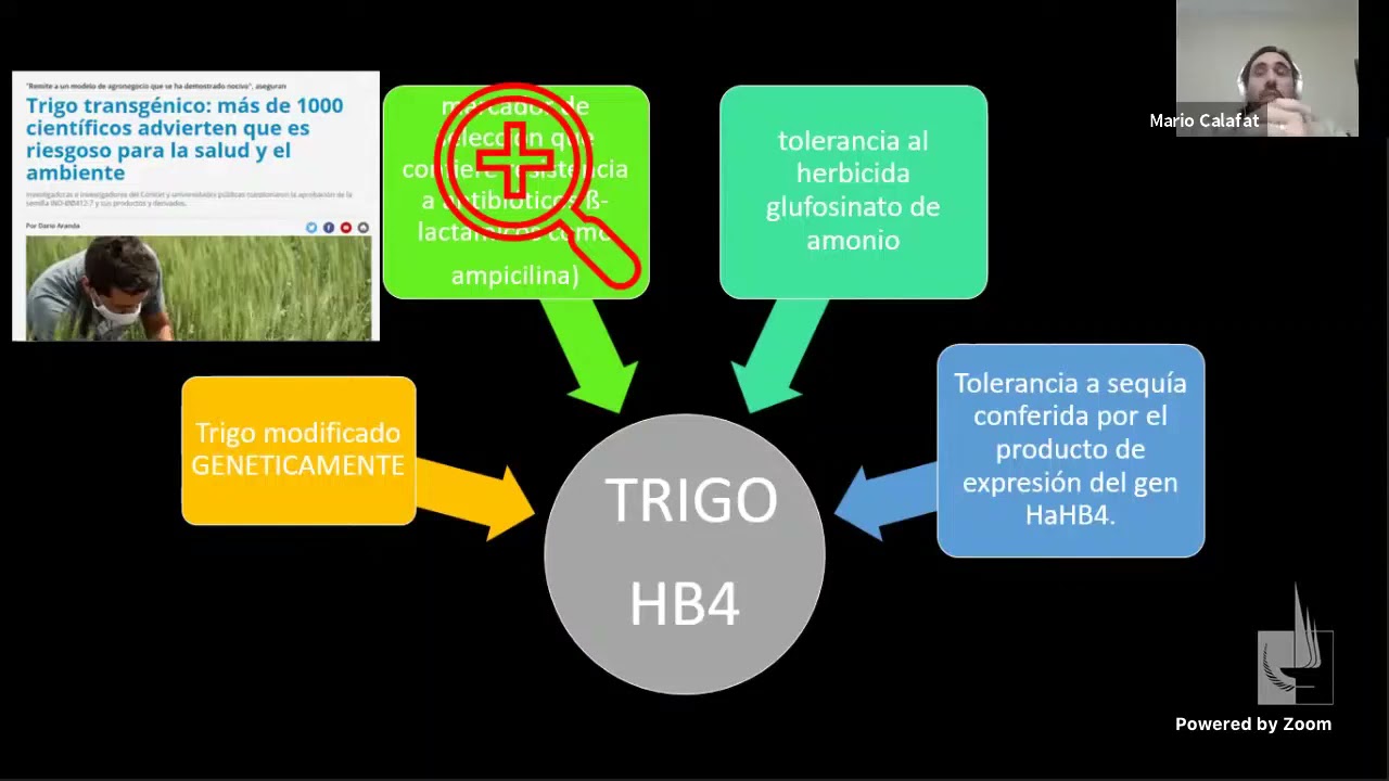 Trigo HB4  Realidades y desafíos para la Región Semiárida Pampeana
