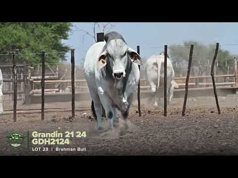 Lot 23 GDH2124 Brahman Bull