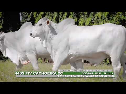 TOURINHO NELORE - GCID 4465