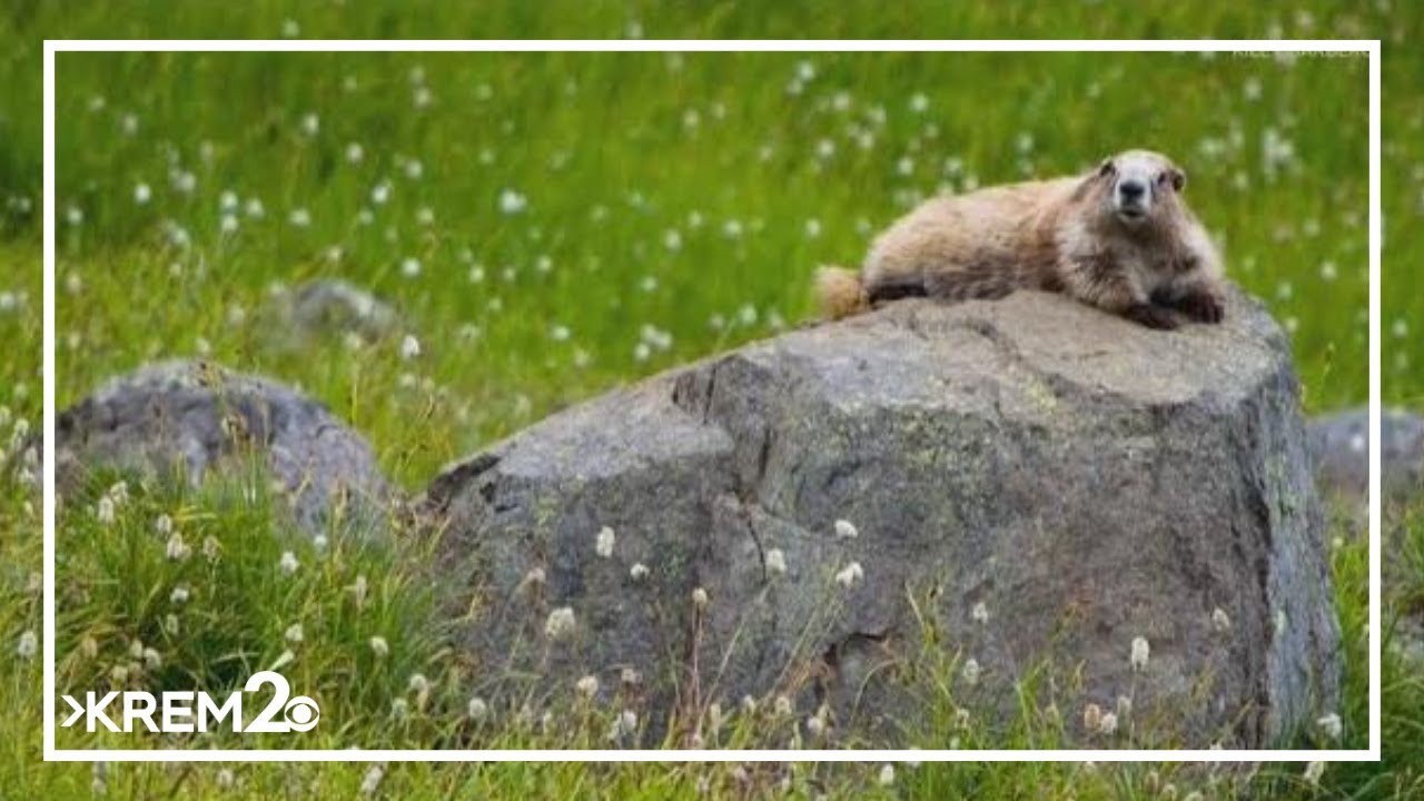 Olympic marmots may become an endangered species