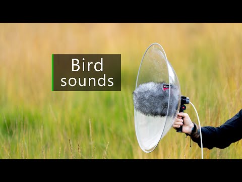 Telinga Modular Parabolic Microphone Dish (used) | Reverb