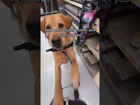 POV of what my service dog Jake thinks when alerting me ❤️ #servicedog #dog #fyp #shorts #dogs