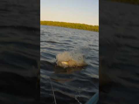 POON DESTROYS THE NLBN LIL MULLET! #elpescador #nolivebaitneeded #floridafishingproducts