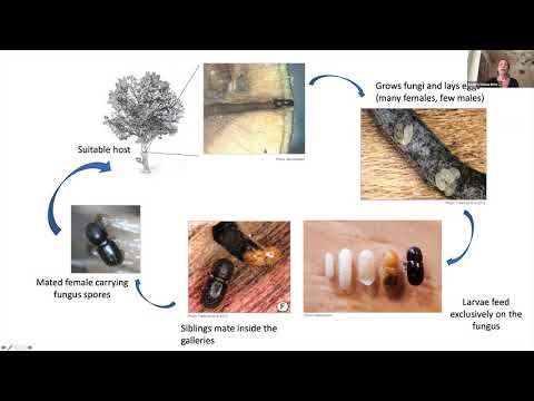 UCCE San Diego Invasive Shot Hole Borer (ISHB) Meeting 10-20-2020