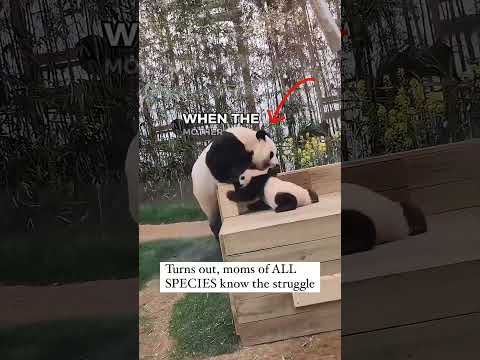 Every Mom Can Relate Watching This Panda STRUGGLE With Her Child 😂 #shorts