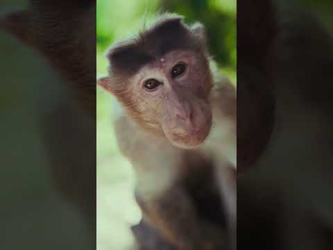 cute monkey face | raj mp video #trending #shorts #status