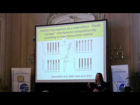 Speciation 2010: Anna Quarnstroem - Speciation in Ficedula flycatchers