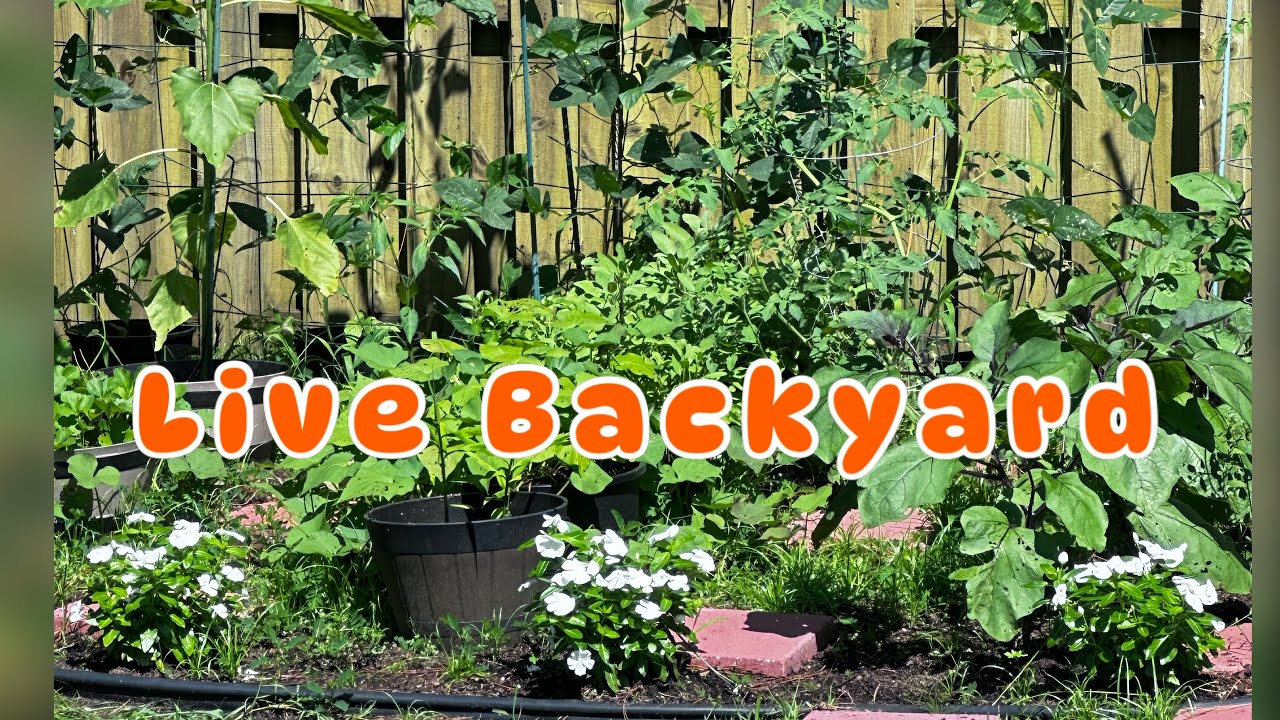 GinaG CCTV  is live! Backyard activities