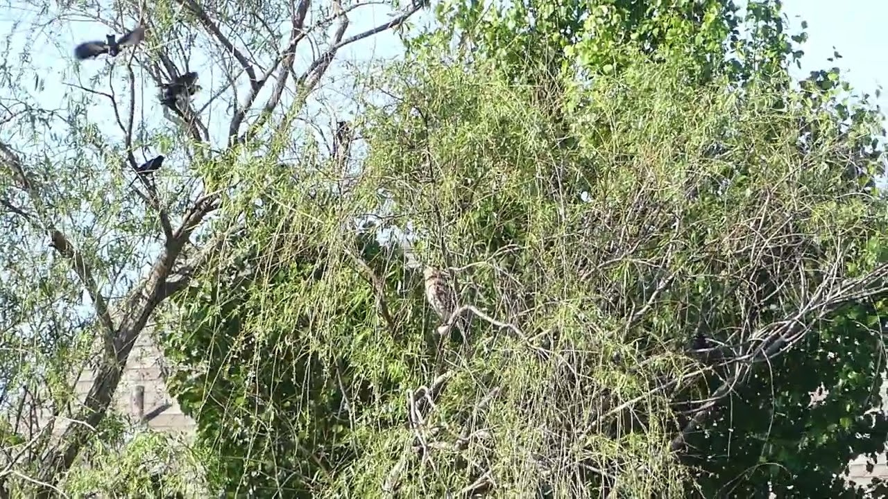 Common Grackles chasing off a Red Shouldered Hawk